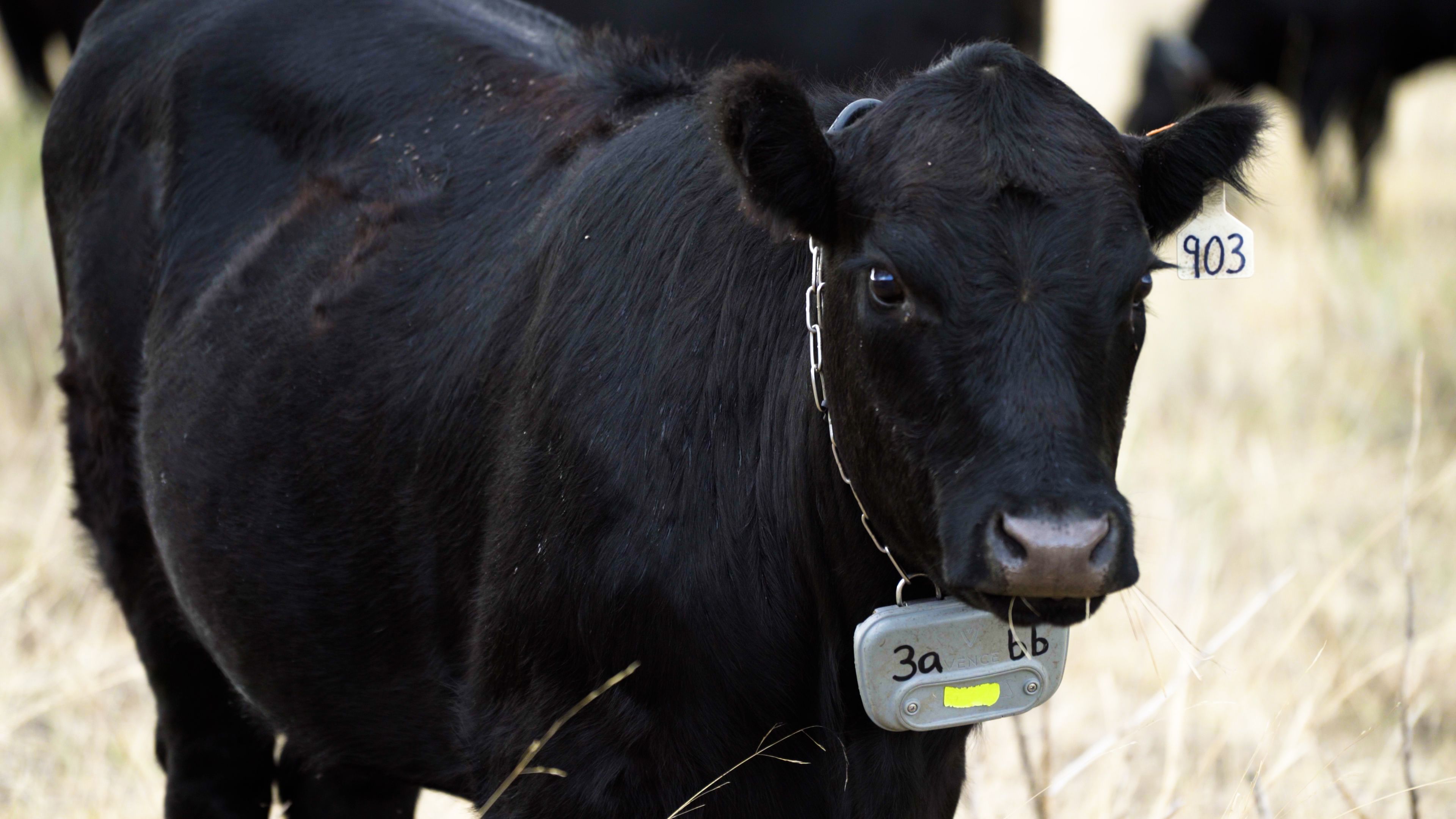 PD Webinar: Revolutionizing Livestock Management: Exploring the Virtual Fence Revolution in the ...